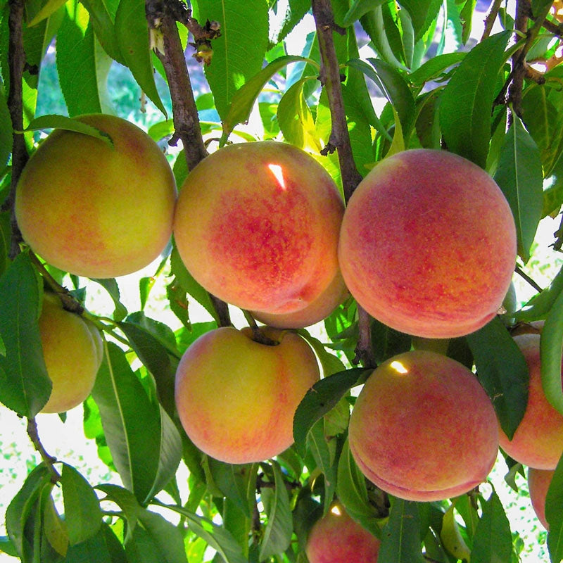 Hale Haven Peach | Peach Fruit Trees | Spring Hill Nurseries