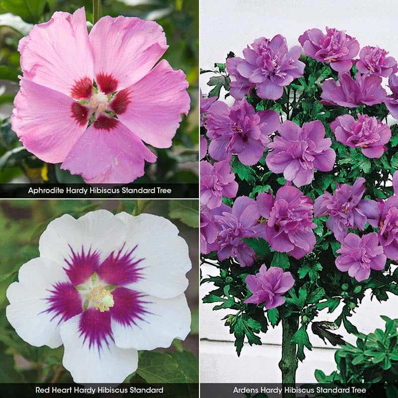 Lollipop Hibiscus Standard Trio | Spring Hill Nurseries