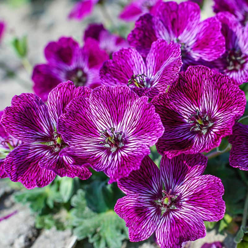 Jolly Jewel Lilac Geranium | Summer Flowers | Spring Hill