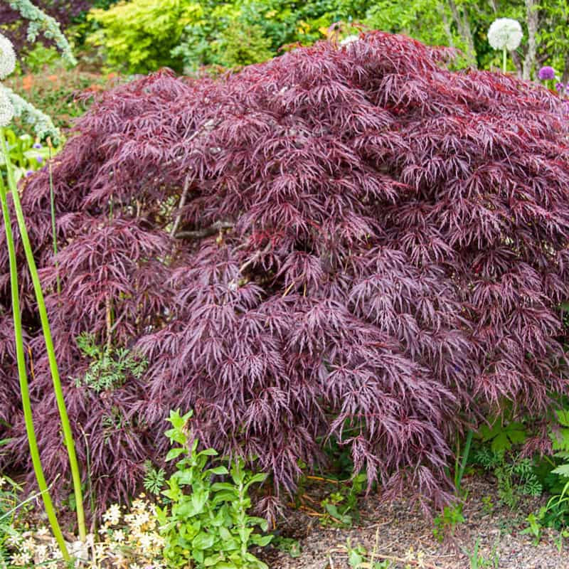 Crimson Queen Japanese Maple Tree | Spring Hill Nurseries