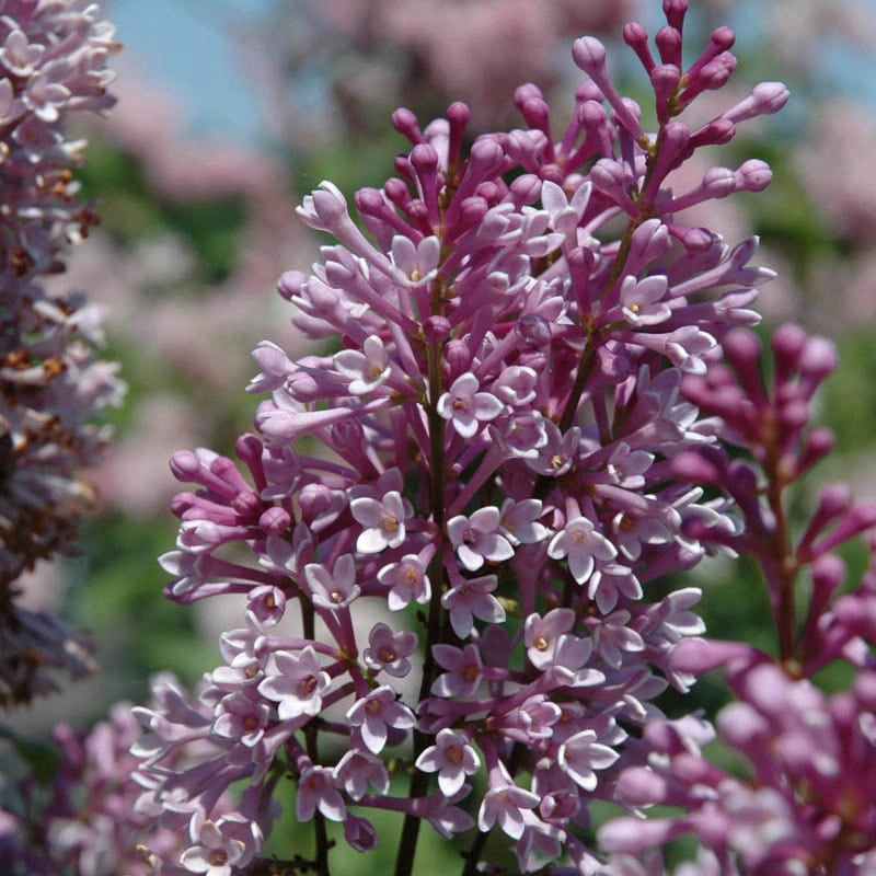 Royalty Lilac Hedge - Buy Lilac Shrubs | Spring Hill Nurseries