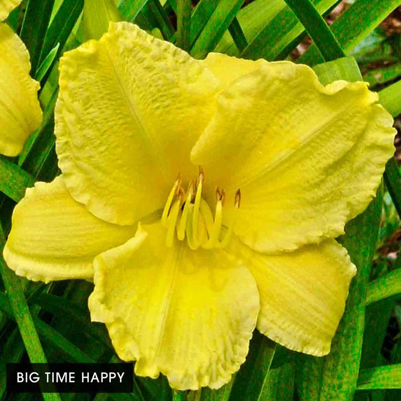 Big Time Happy Daylily – Spring Hill Nurseries