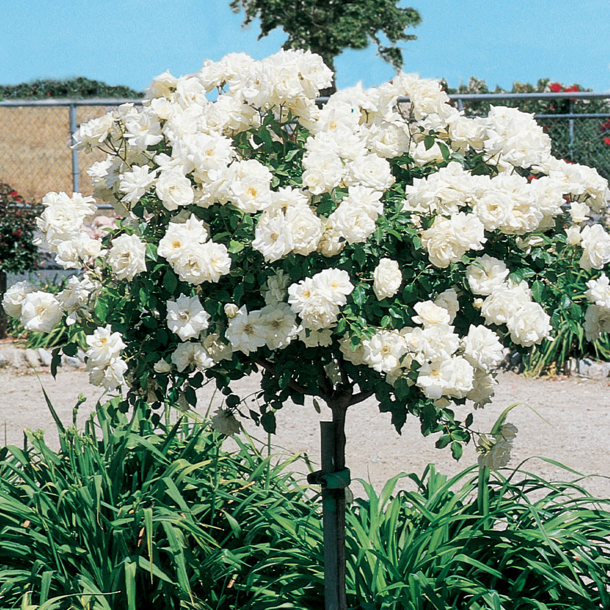 Iceberg Rose - White Iceberg Roses for Sale | Spring Hill