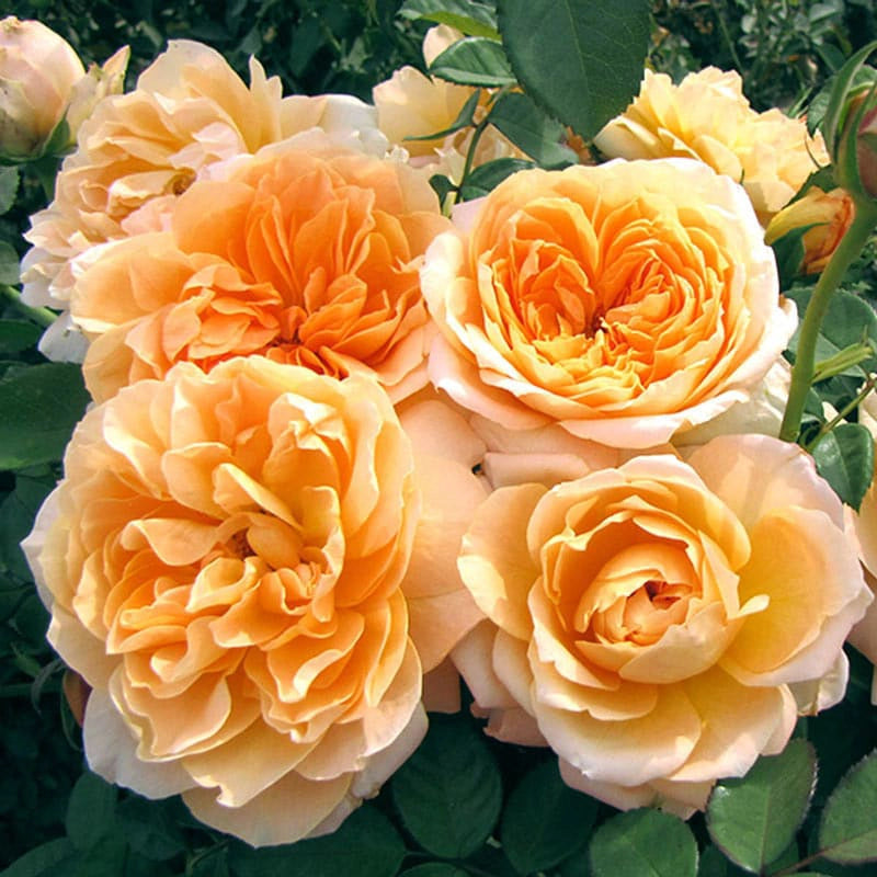 Forever Amber Floribunda Rose | Spring Hill
