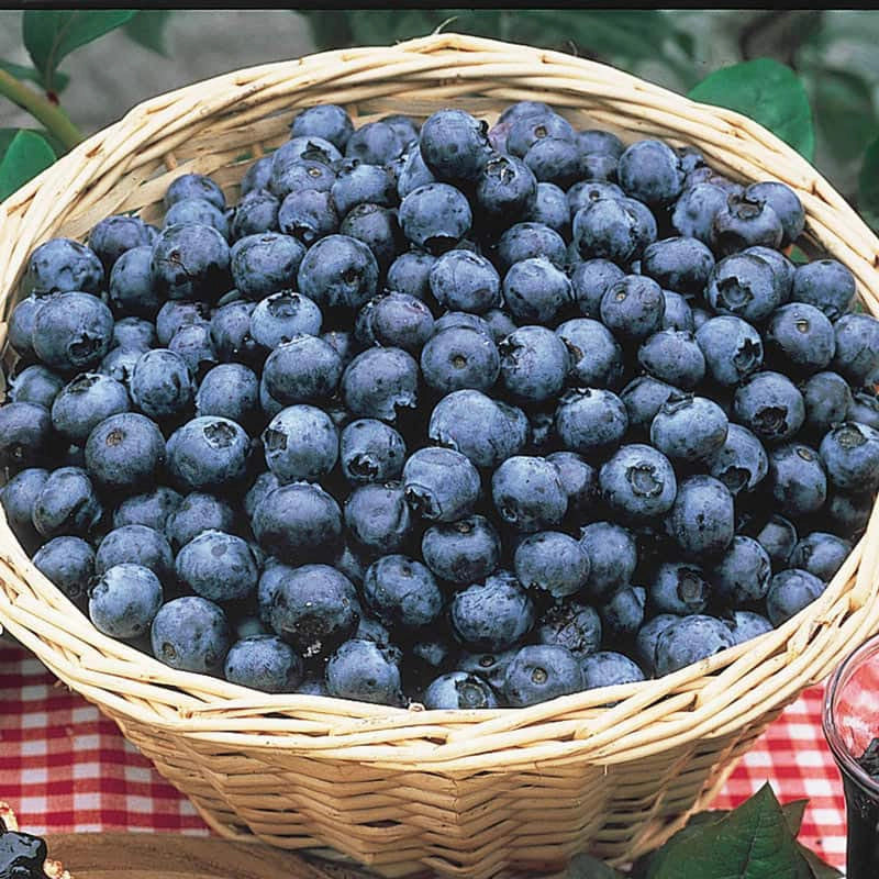 Blueberry Bonus | Shop Blueberries | Spring Hill Nurseries