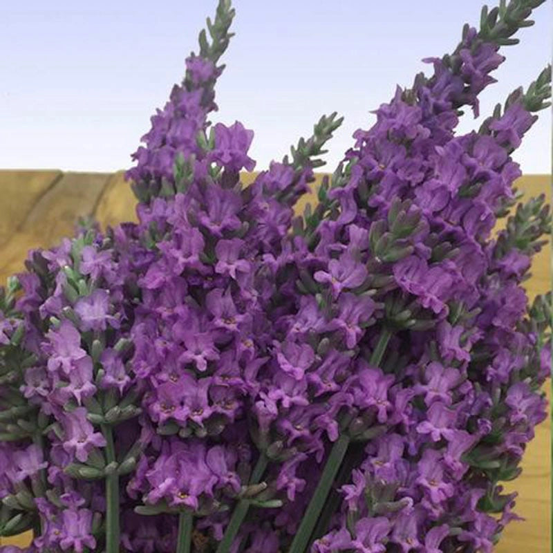 Sensational Lavender | Fragrant Perennials | Spring Hill