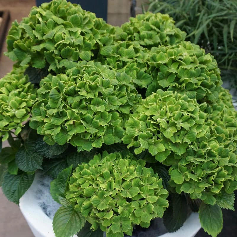 Magical Rhapsody Hydrangea - Shop Hydrangeas | Spring Hill