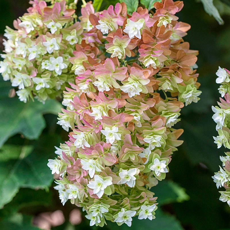 Snowflake Oakleaf Hydrangea | Spring Hill