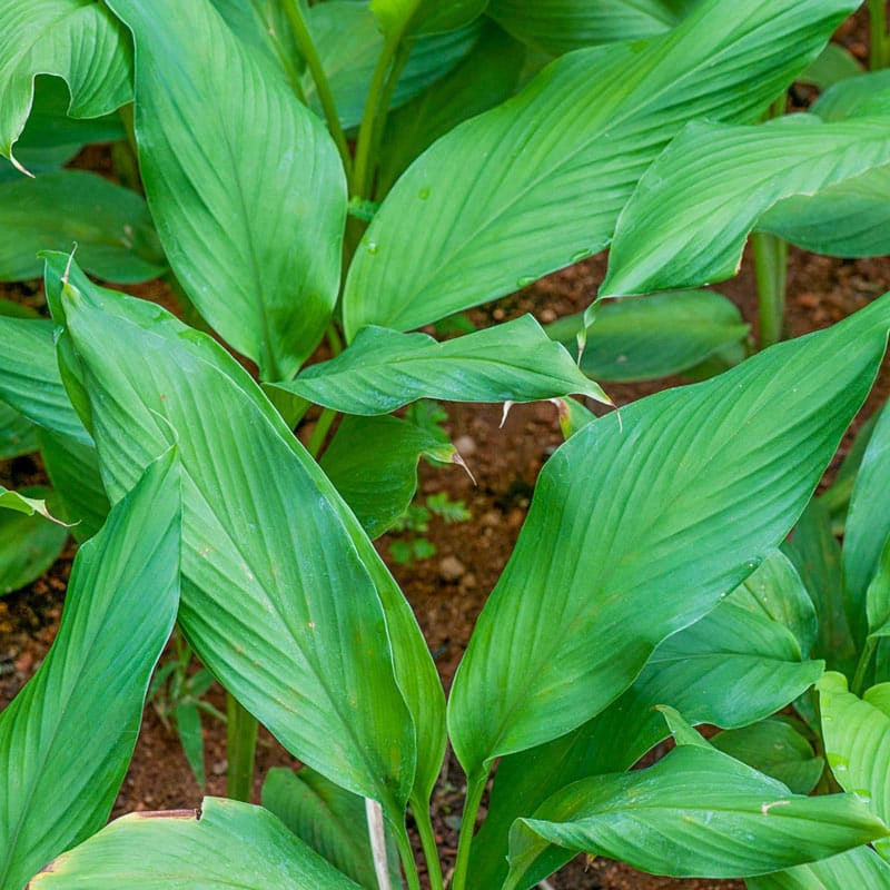 Yellow Tumeric - Shop Herbs and Roots | Spring Hill