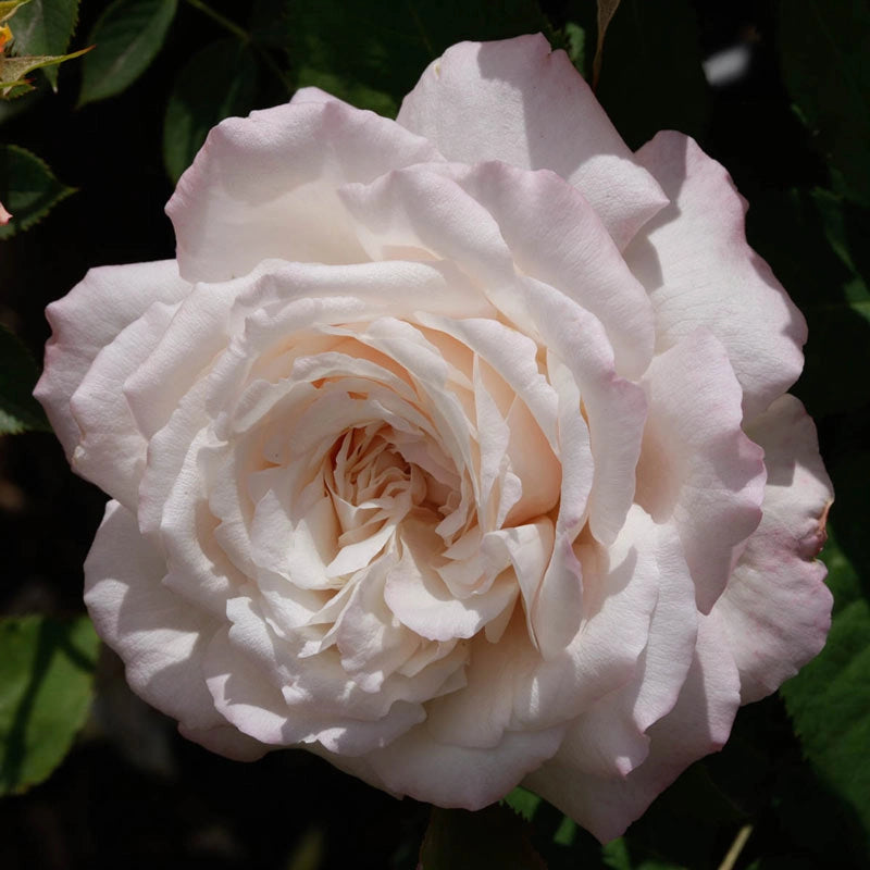 Belinda's Blush Shrub Rose - Shop Shrub Roses | Spring Hill