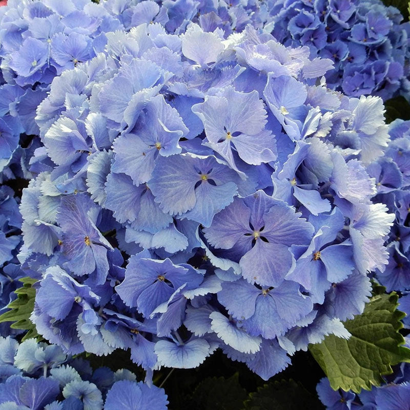 Magical Bluebells Hydrangea - Shop Hydrangea | Spring Hill