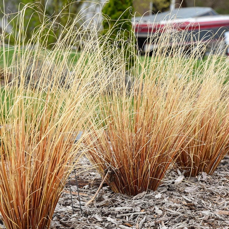 Firefox Sedge - Shop Colorful Sedge | Spring Hill