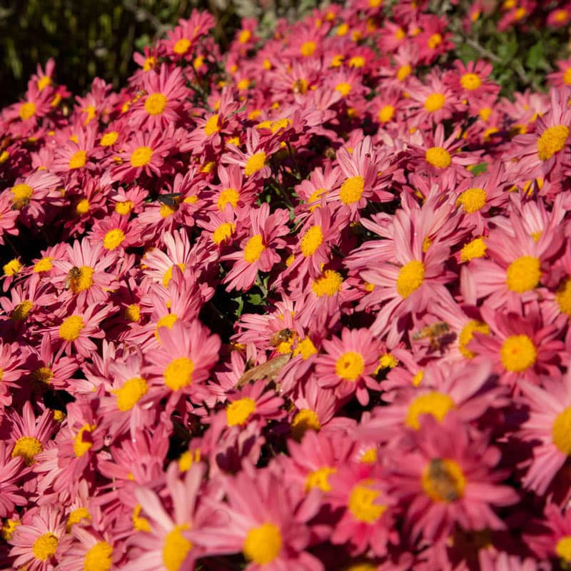 Red Daisy Mammoth Mum | Hardy Mums | Spring Hill Nurseries
