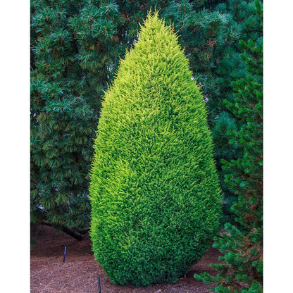 Gold Cone Juniper - Shop Evergreens | Spring Hill – Spring Hill Nursery