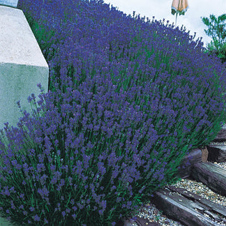Munstead Lavender | English Lavender | Spring Hill Nurseries – Spring ...