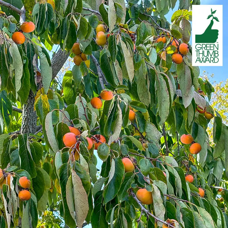 Caramel Cocktail Persimmon Tree | Spring Hill Nurseries