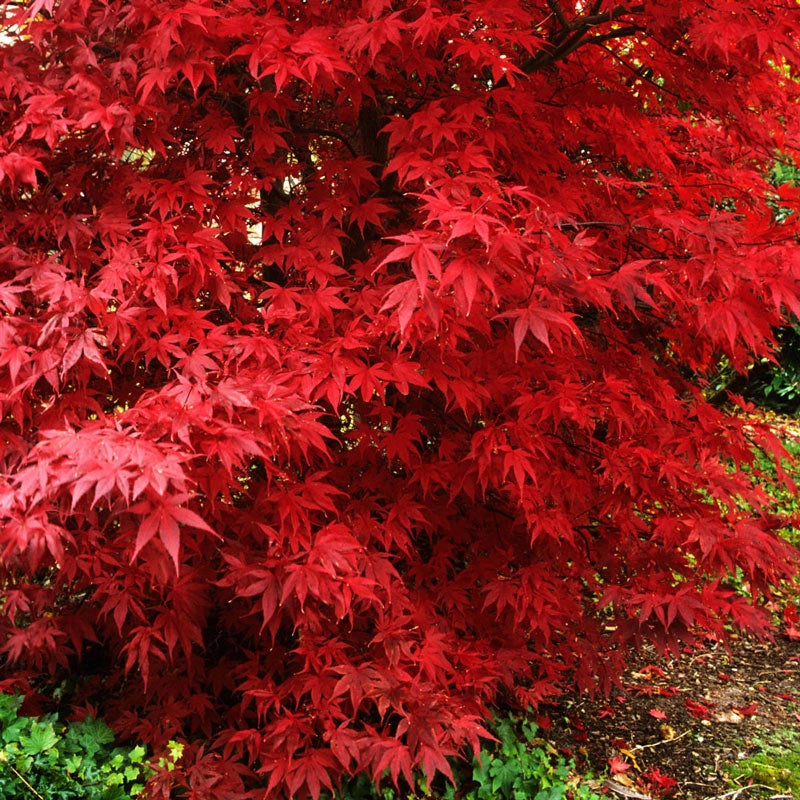 Bloodgood Japanese Maple - 15 Foot Japanese Maple | Spring Hill
