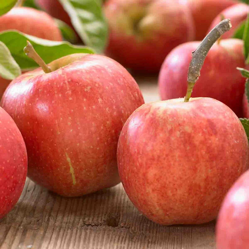 Red Delicious Apple – Spring Hill Nurseries