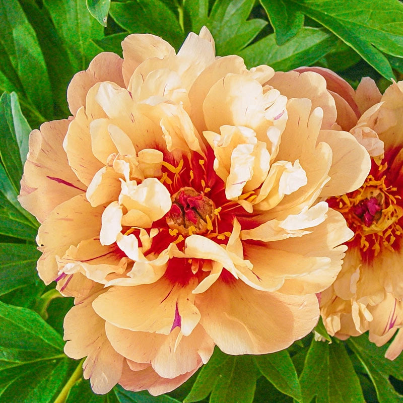 Candy Cane Itoh Peony - Shop Peonies | Spring Hill