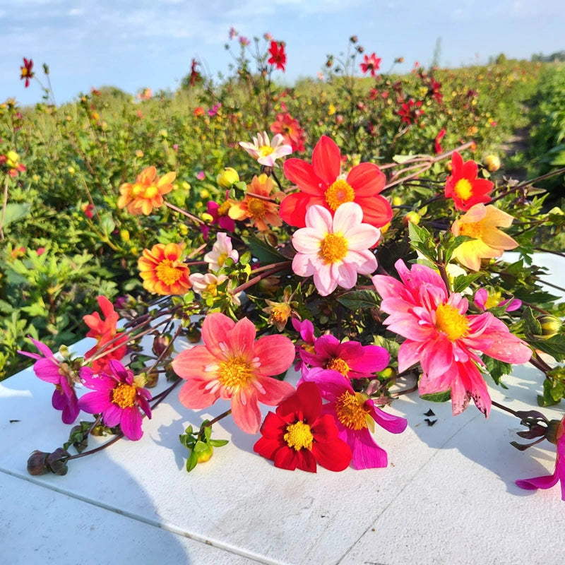 Beeline Mix Dahlia - Shop Dahlias | Spring Hill – Spring Hill Nursery