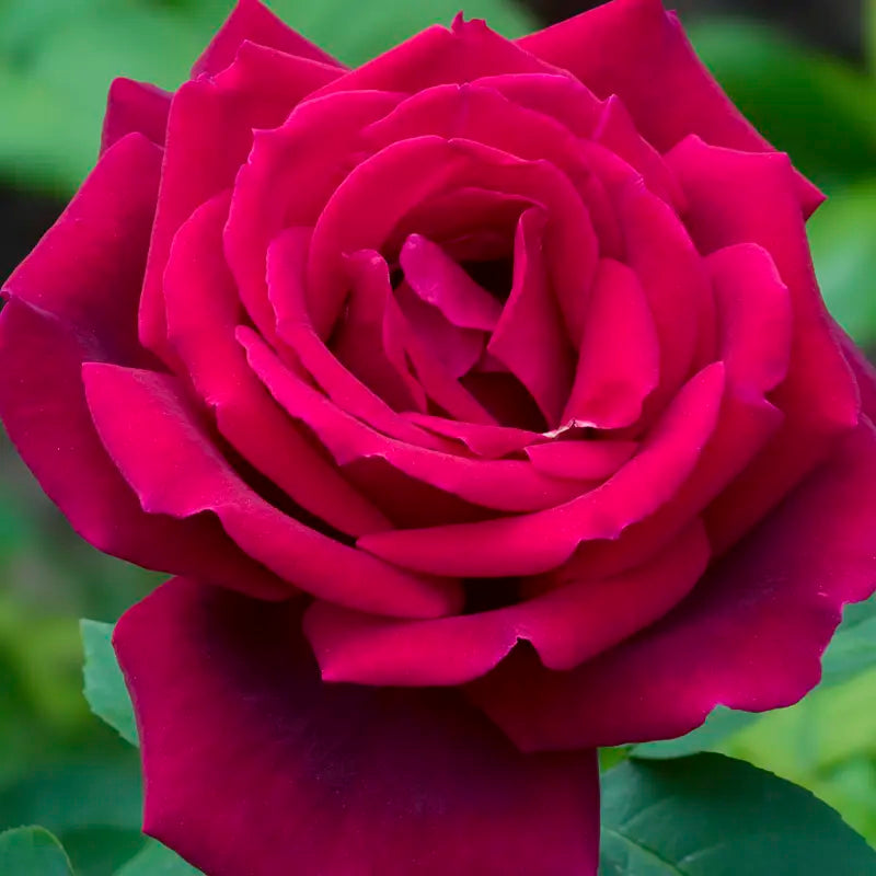 Chrysler Imperial Hybrid Tea Rose - Red Roses | Spring Hill Nurseries ...
