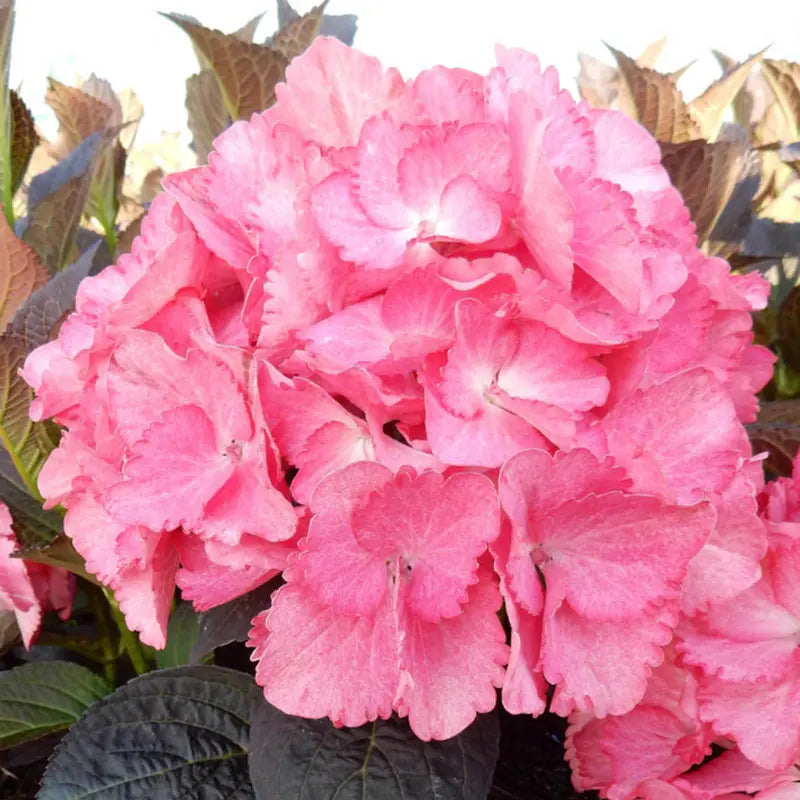 Magical Allure Hydrangea - Shop Hydrangeas | Spring Hill