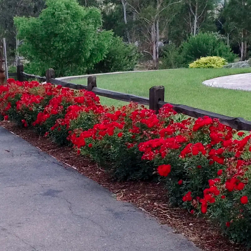 Red Freedom Roses - Red Rose Plants | Spring Hill Nurseries – Spring ...