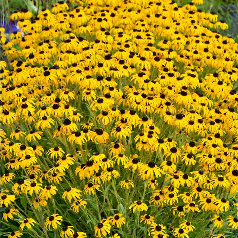 American Gold Rush Black-Eyed Susan – Spring Hill Nurseries