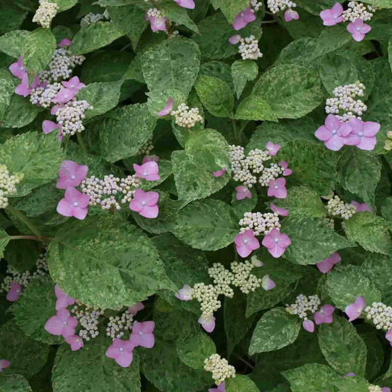 Kokonoe-Yama Hydrangea – Spring Hill Nurseries