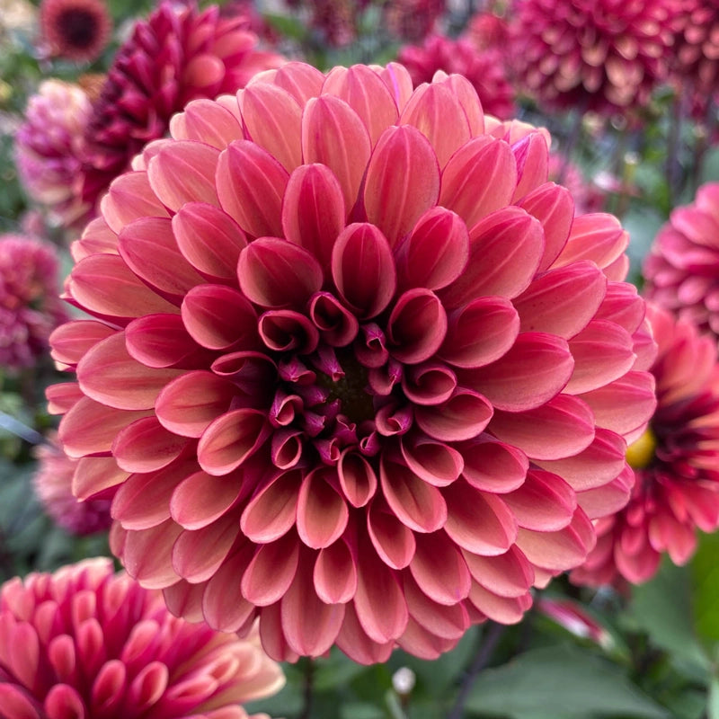 Maria Strella Dahlia - Spring Hill Nurseries