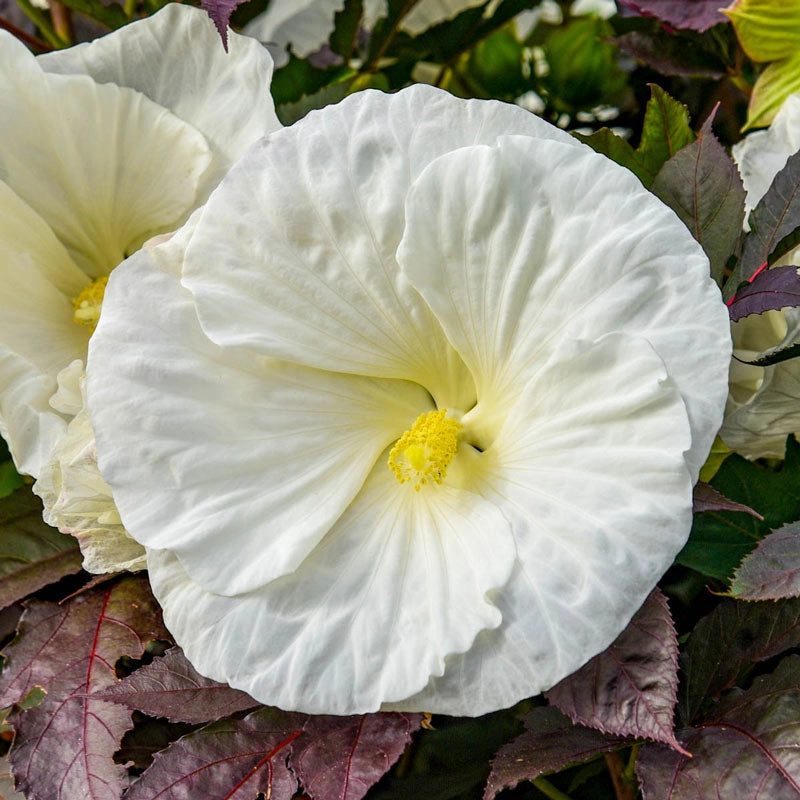 Summerific Cookies And Cream Hibiscus | Spring Hill Nurseries