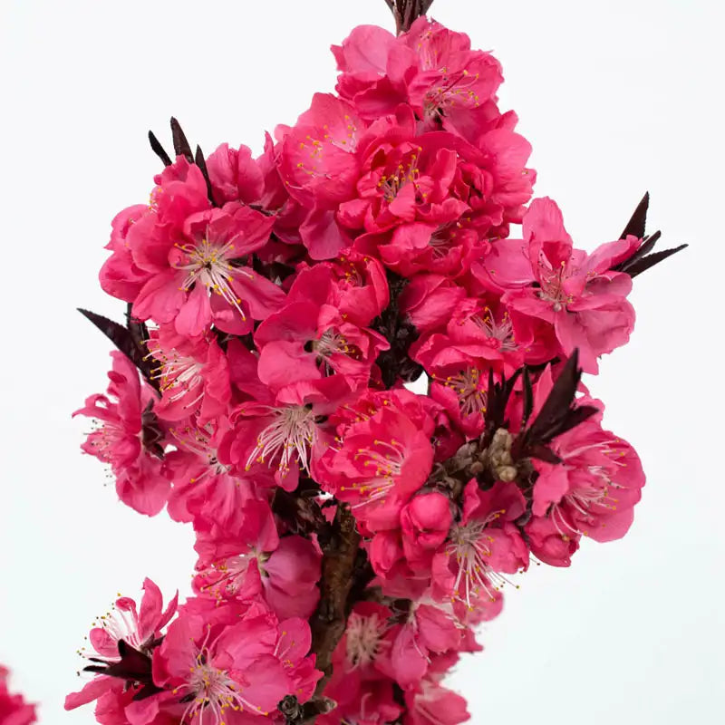Shop Ruby Ruffle Patio Peach Tree | Spring Hill Nurseries
