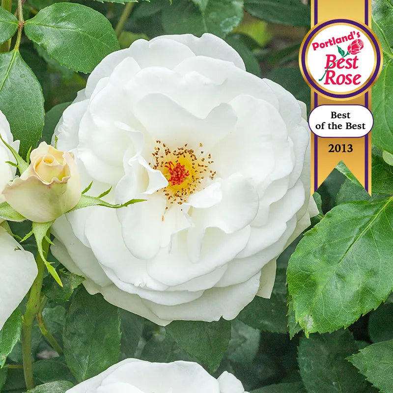 Sugar Moon Hybrid Tea Rose | Shop Roses | Spring Hill
