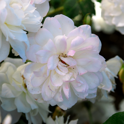 Sugar Moon Hybrid Tea Rose | Shop Roses | Spring Hill – Spring Hill Nursery