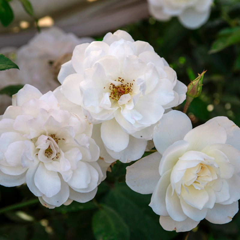 Sugar Moon Hybrid Tea Rose | Shop Roses | Spring Hill – Spring Hill Nursery