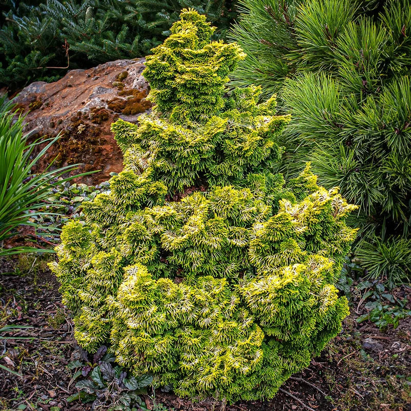Golden Dwarf Hinoki Cypress – Spring Hill Nurseries