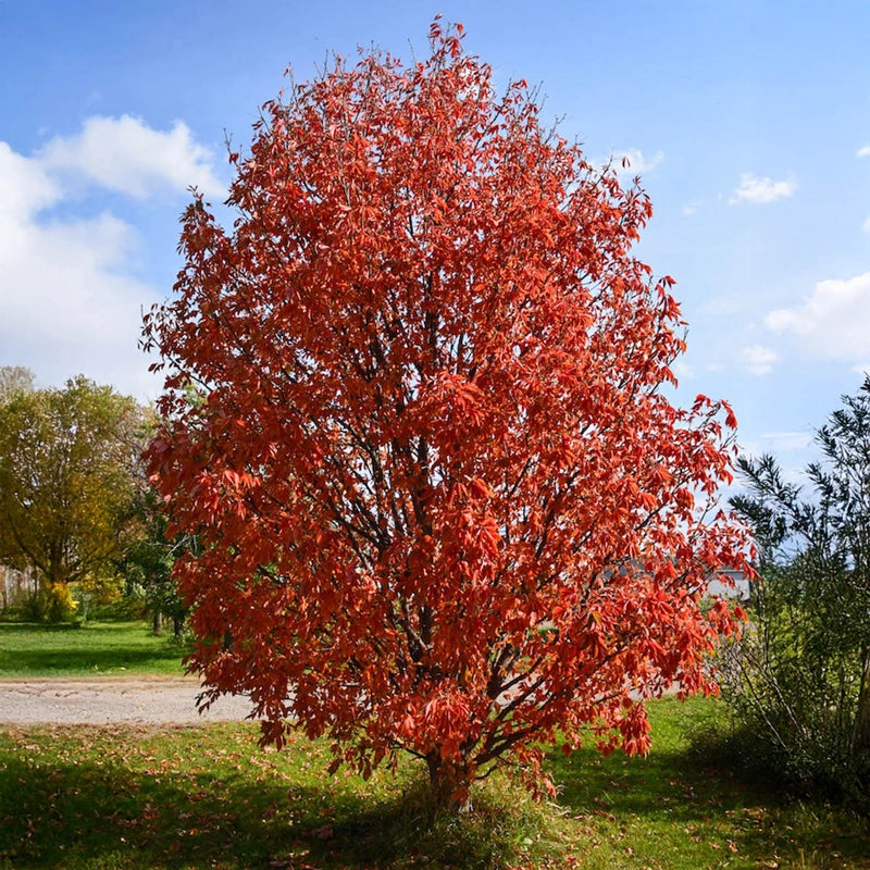 Lavaburst™ Ohio Buckeye Tree - Spring Hill Nurseries