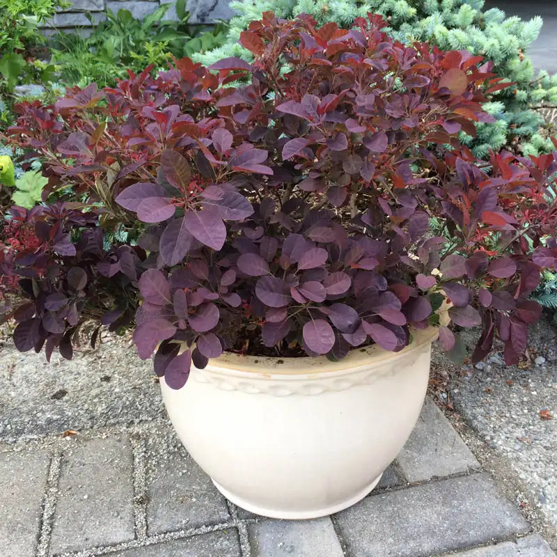 Velveteeny Smoke Bush – Spring Hill Nurseries