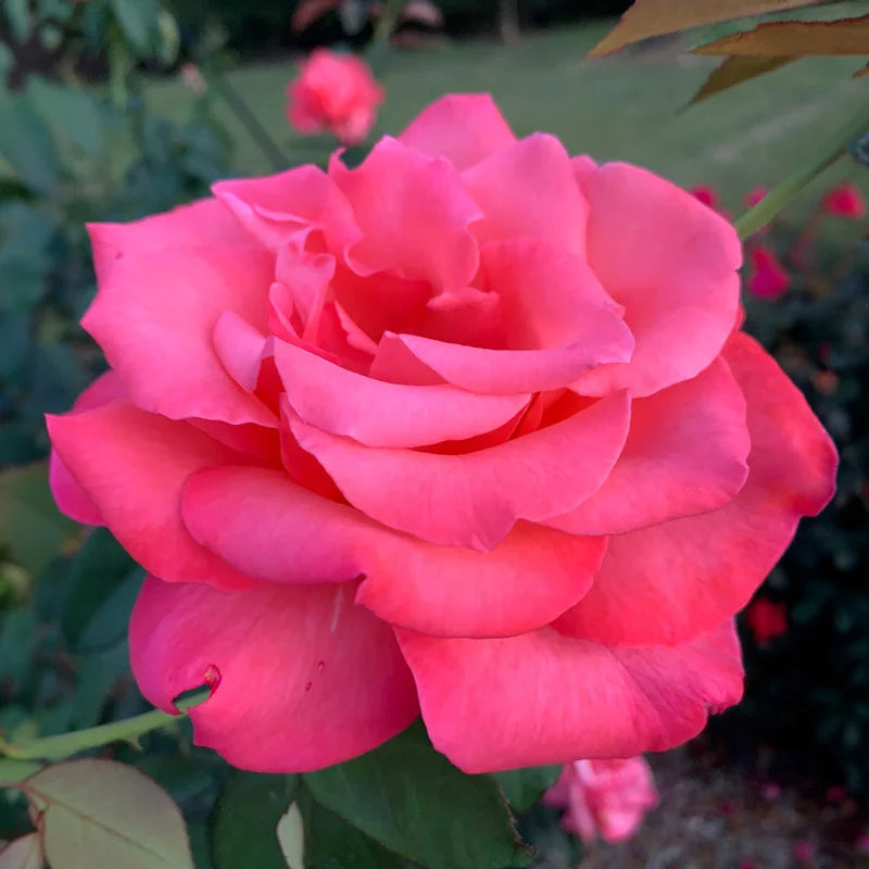 Touch of Class™ Hybrid Tea Rose – Spring Hill Nurseries