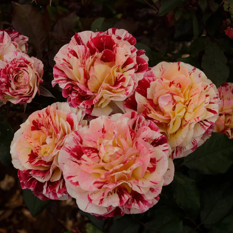 George Burns™ Floribunda Rose – Spring Hill Nurseries