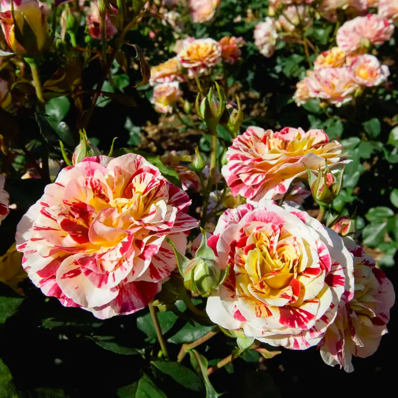 George Burns™ Floribunda Rose – Spring Hill Nursery