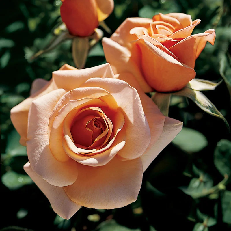 Brandy™ Hybrid Tea Rose – Spring Hill Nurseries