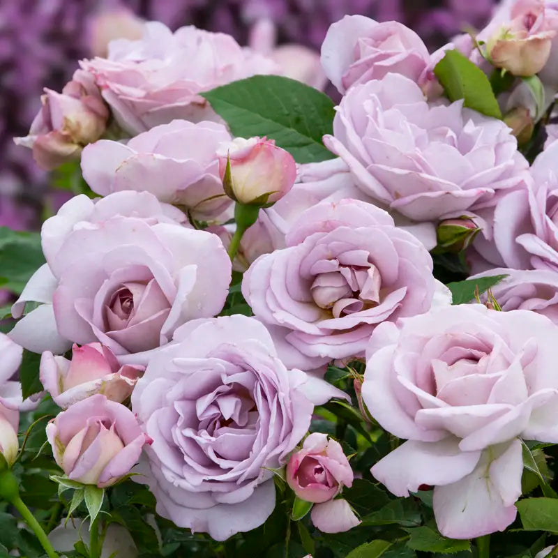 Silver Lining Floribunda Rose - Buy Roses | Spring Hill