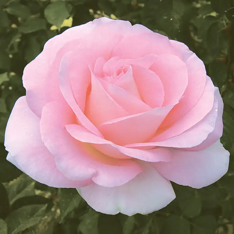 Falling In Love™ Ht Rose – Spring Hill Nurseries