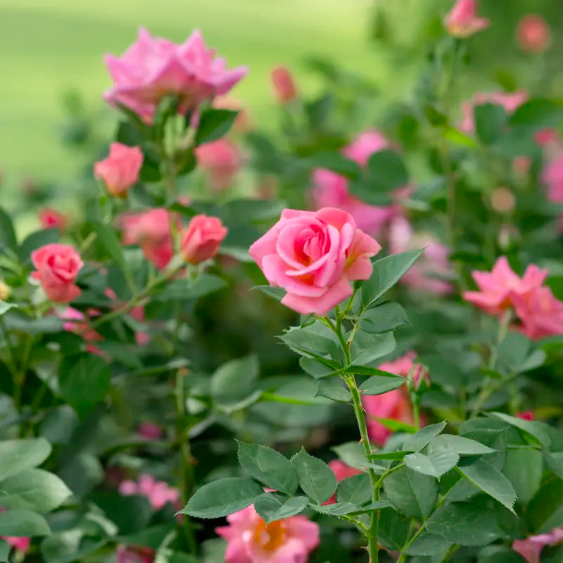Pink Freedom Rose | Spring Hill Nurserie – Spring Hill Nursery