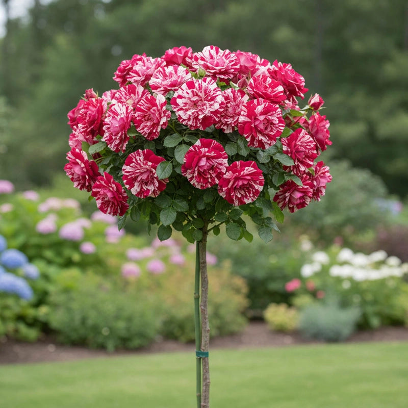 Neil Diamond Hybrid Tea Rose Tree – Spring Hill Nurseries