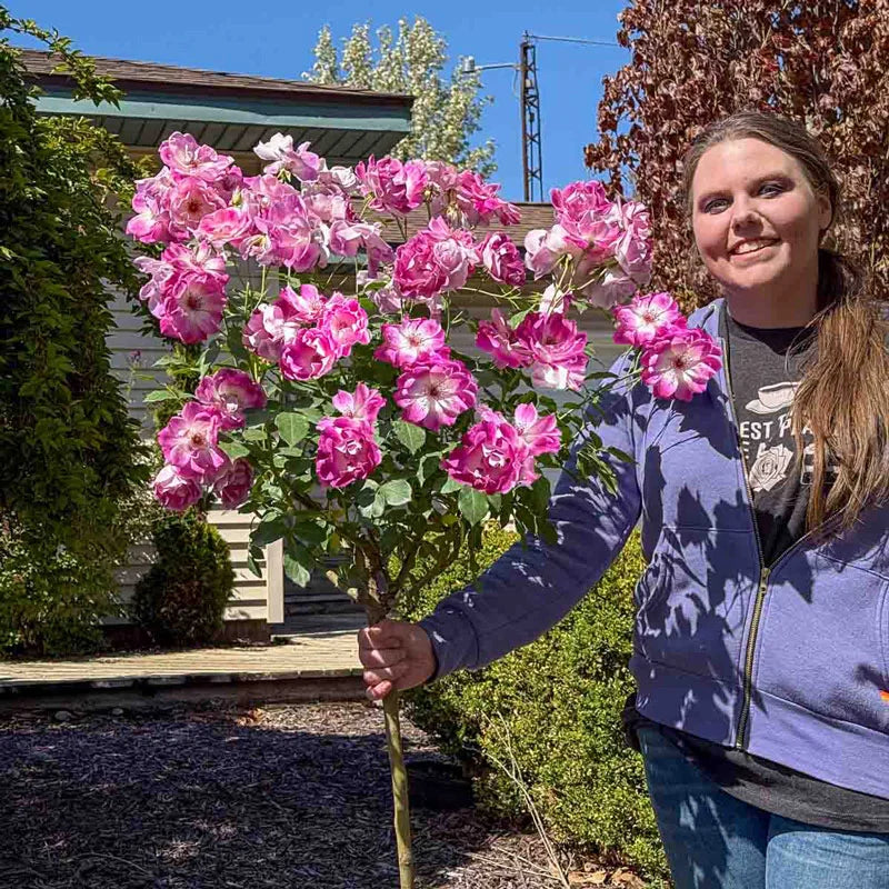 Brilliant Pink Iceberg Tree Rose – Spring Hill Nurseries
