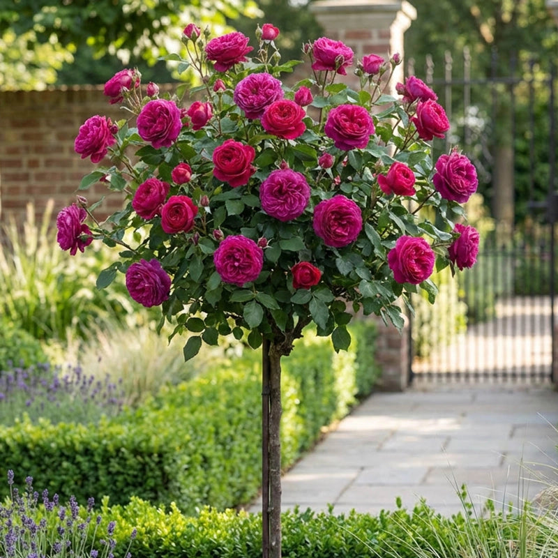 WOW!® Celestial Night® Tree Rose – Spring Hill Nurseries