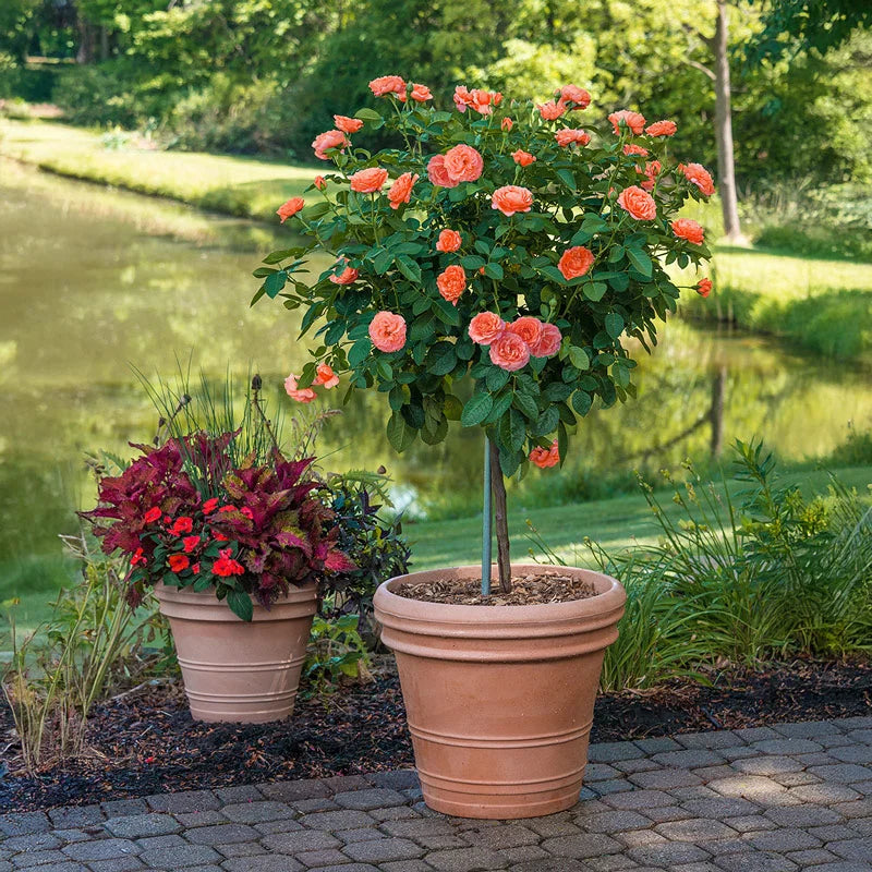 Jump For Joy ™ Tree Rose – Spring Hill Nurseries