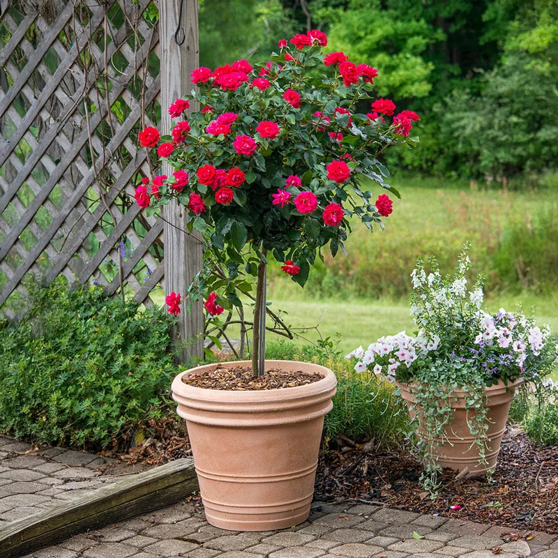 Drop Dead Red™ Tree Rose – Spring Hill Nurseries
